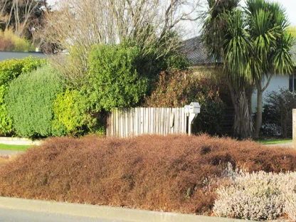 Coprosma acerosa Red Rocks – Pioneer Nursery