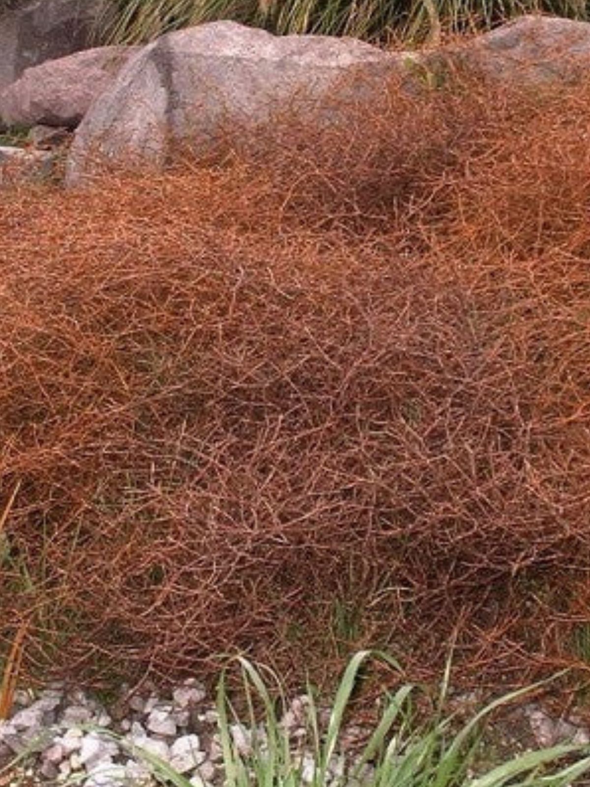 Coprosma acerosa Red Rocks – Pioneer Nursery