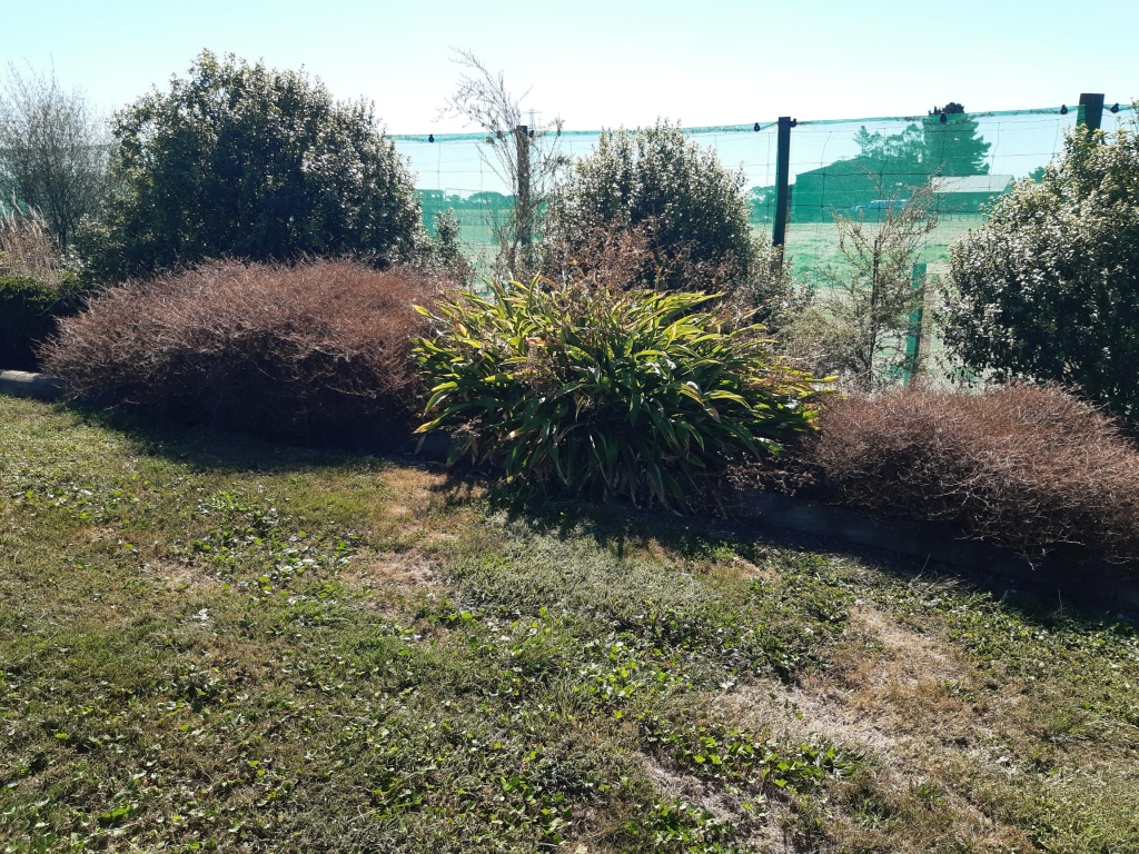 Coprosma acerosa Red Rocks – Pioneer Nursery