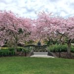Flowering Cherry/Prunus – Pioneer Nursery