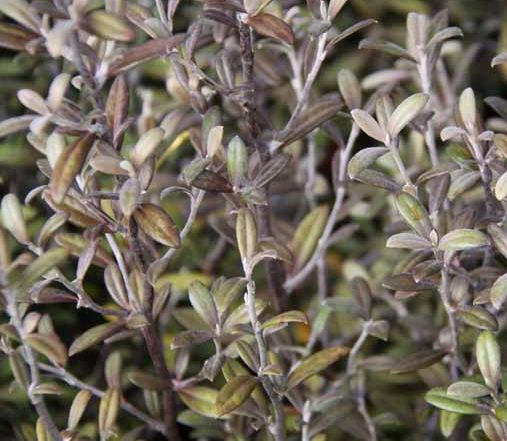 Corokia Frosted Chocolate – Pioneer Nursery