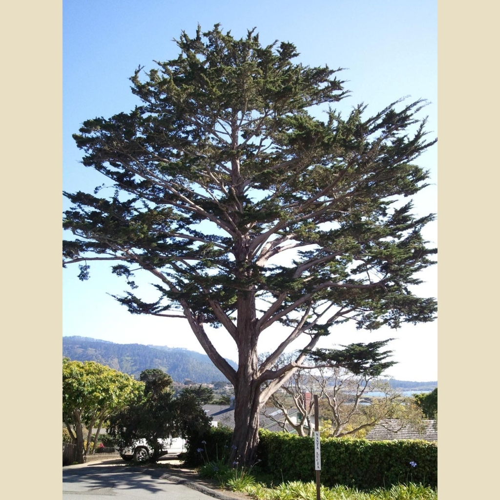 Cupressus macrocarpa – Pioneer Nursery