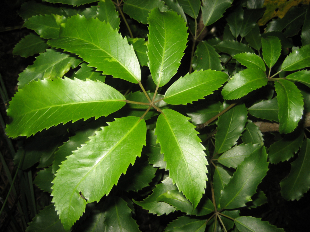 Pseudopanax arboreus – Pioneer Nursery