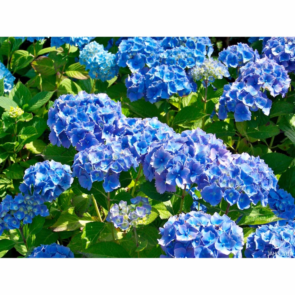 Deciduous Trees – Pioneer Nursery