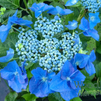 Deciduous Trees – Page 2 – Pioneer Nursery