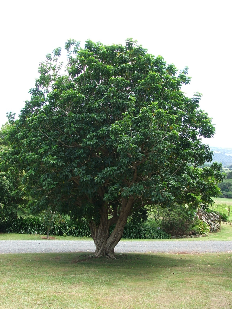 Vitex lucens – Pioneer Nursery